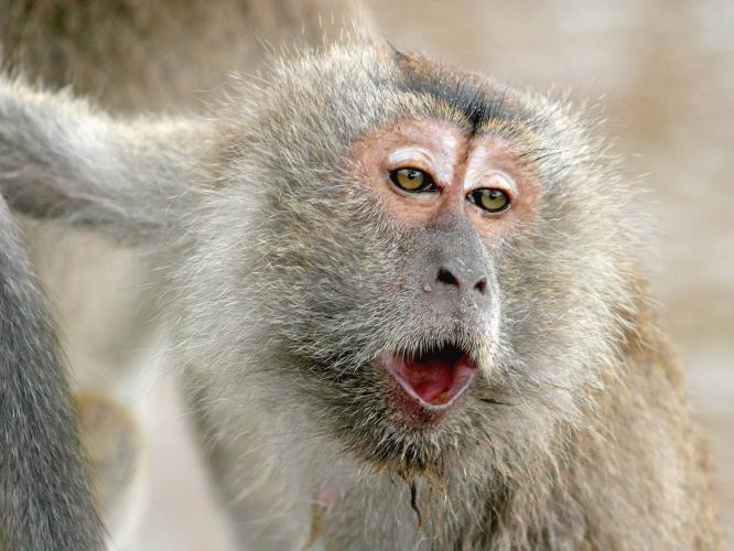 Behaviour | Macaques